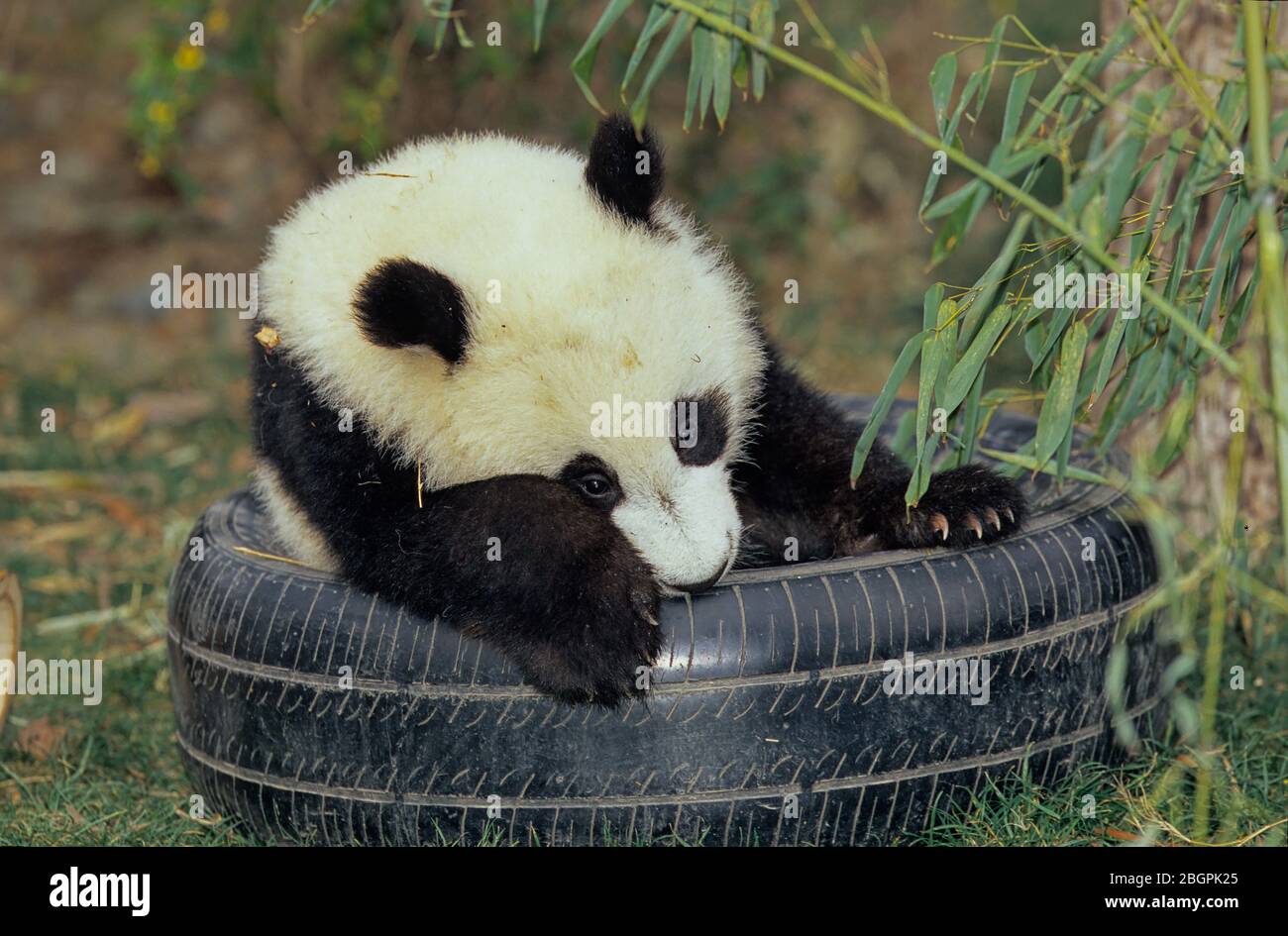GIANT PANDA (AILUROPODA MELANOLEUCA), CHENGDU RESEARCH BASE, SICHUAN ...