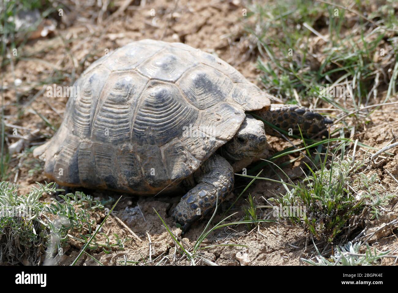 old land turtle in the field, close-up turtle Stock Photo - Alamy