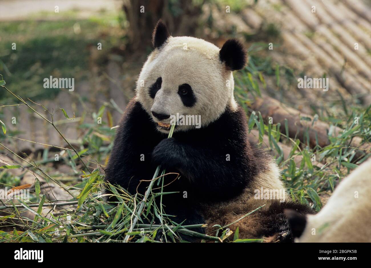 GIANT PANDA (AILUROPODA MELANOLEUCA), CHENGDU RESEARCH BASE, SICHUAN ...