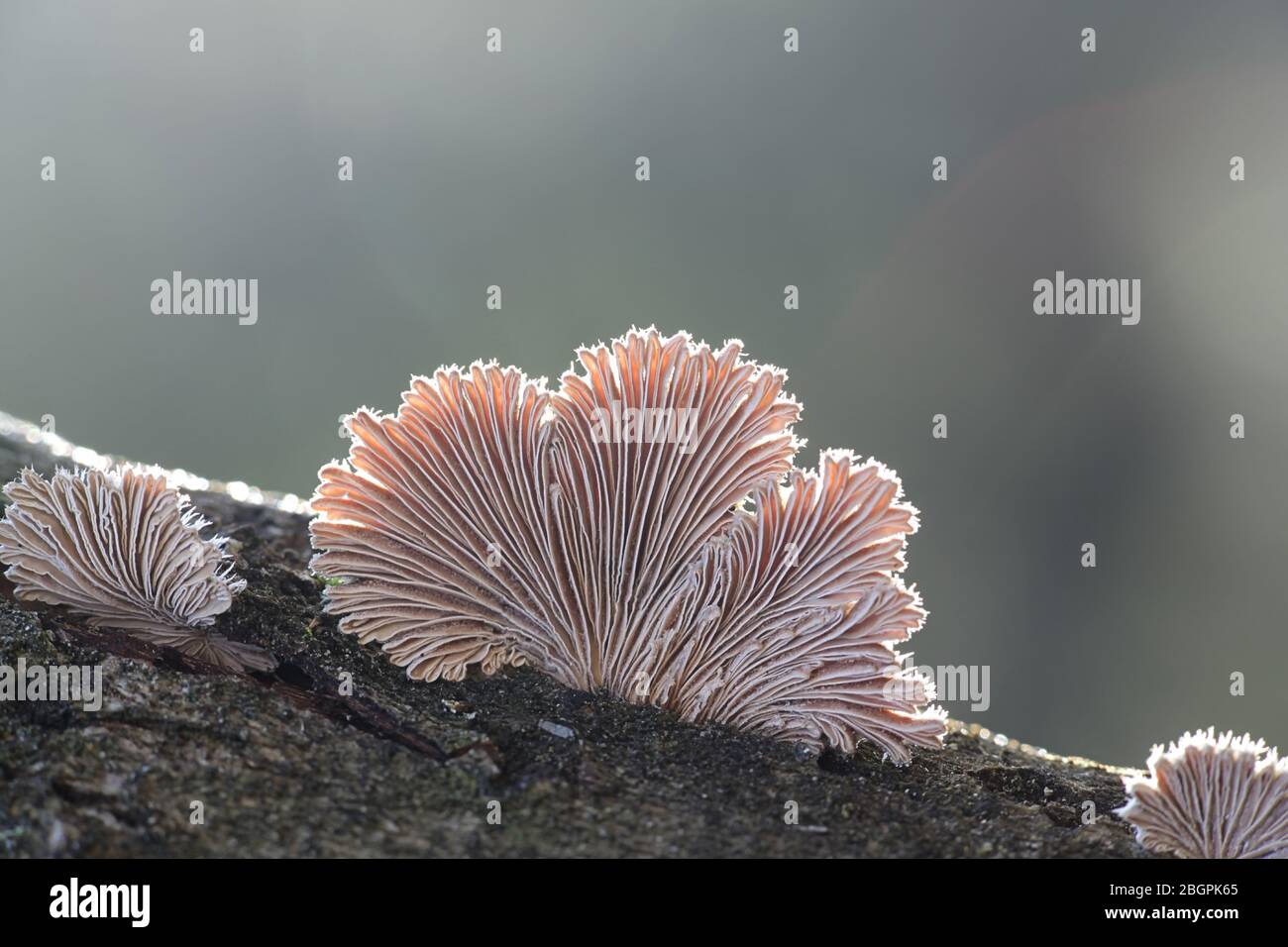 Antibiotic fungus, Schizophyllum commune, known as split gill or ...