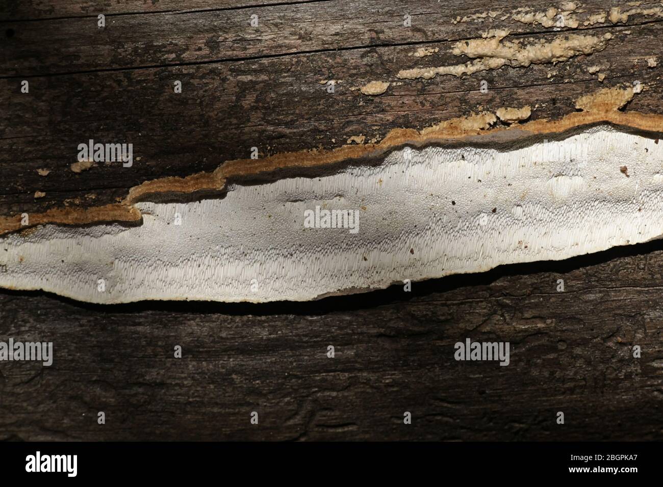 Antrodia serialis, known as serried crust, wild fungus from Finland ...