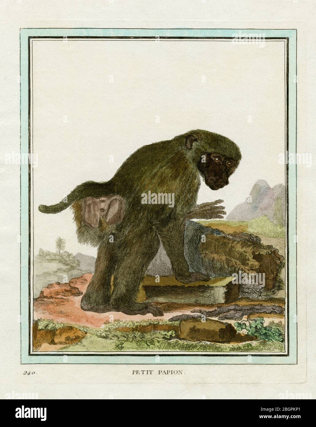 Little baboon or Petit Papion (genus Papio), an Old World monkey with ...