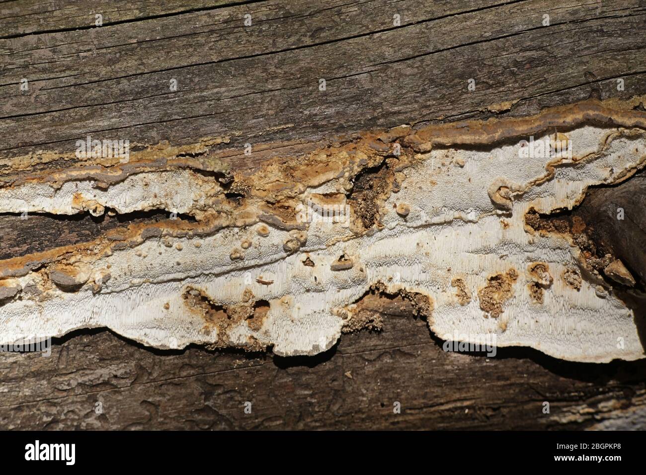Antrodia serialis, known as serried crust, wild fungus from Finland ...