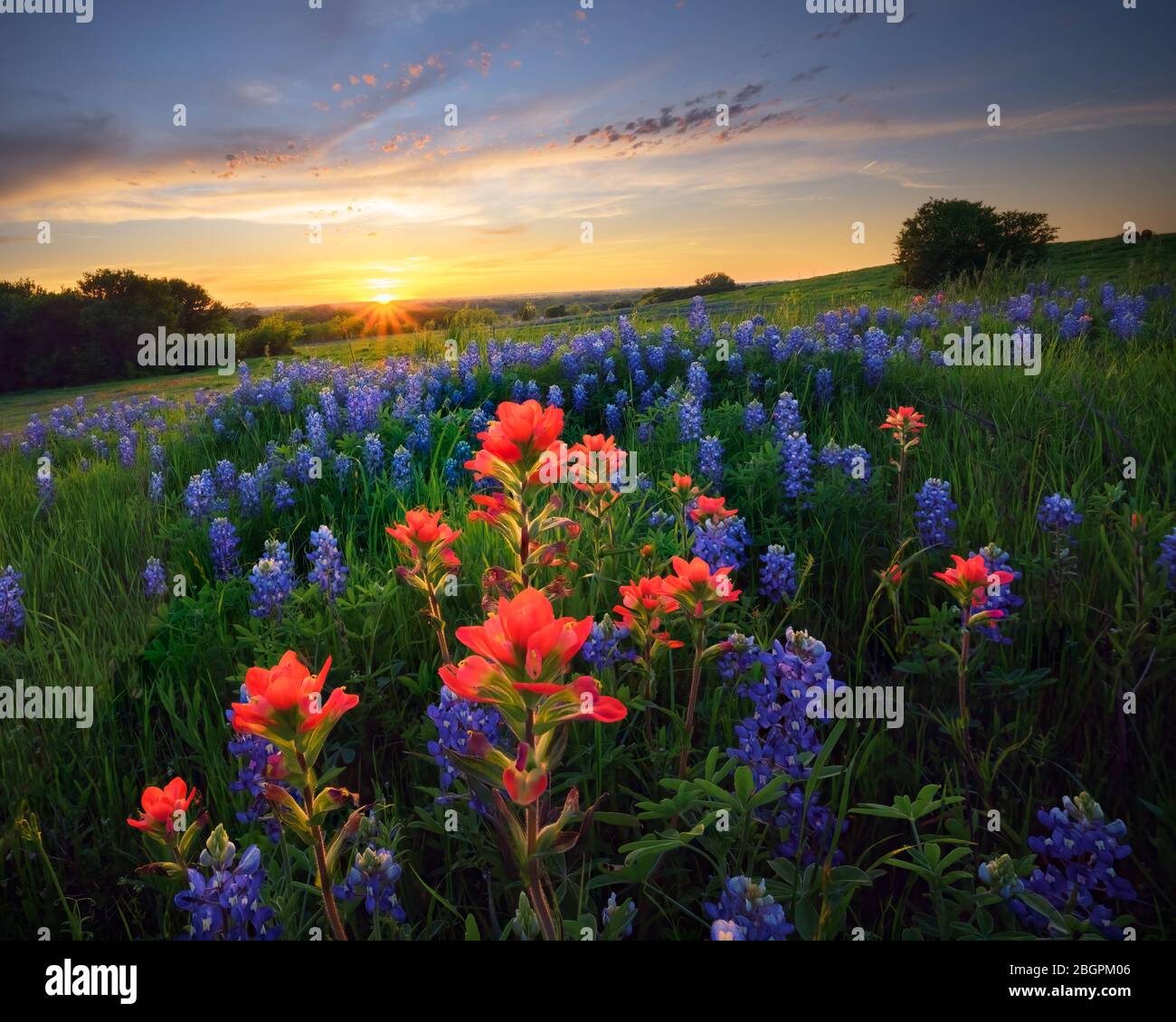 Wildflowers at sunset hi-res stock photography and images - Alamy