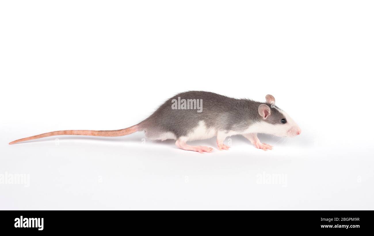 Young rat isolated on white. Rodent pets. Domesticated rat close up ...