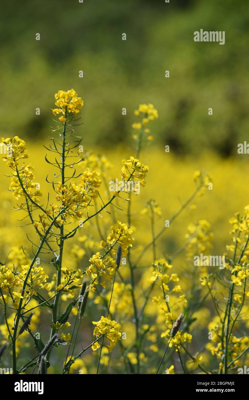 Arable mustard hi-res stock photography and images - Alamy