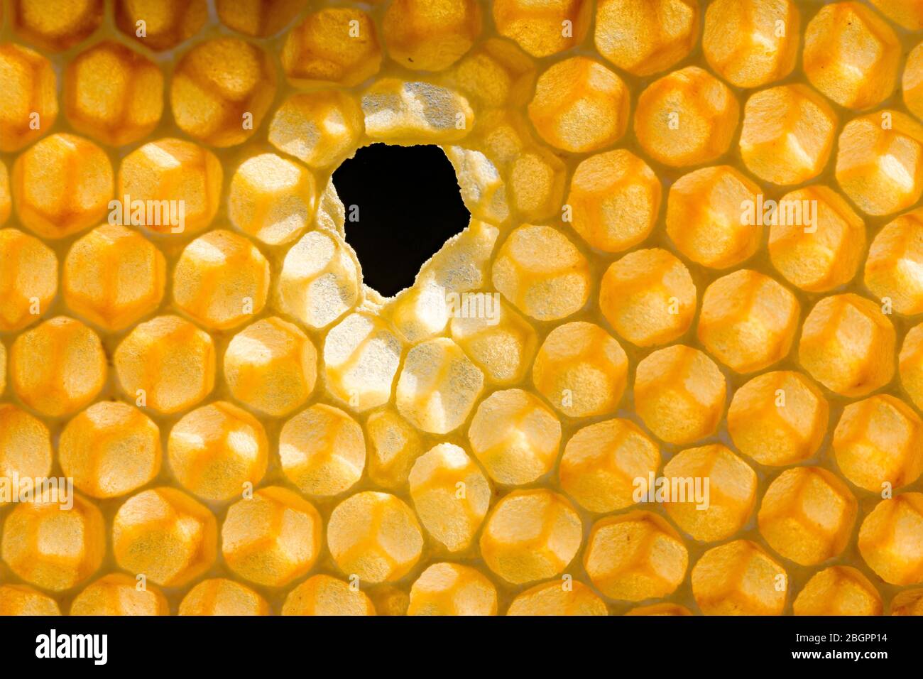 Hexagonal beehive pattern of a honeycomb divider, including a hole ...