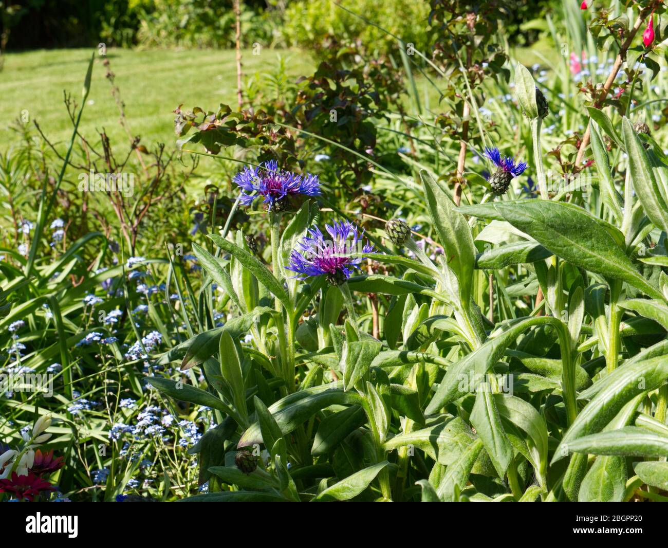 Englands Coronavirus Streets. Deserted during Lockdown with nature ...
