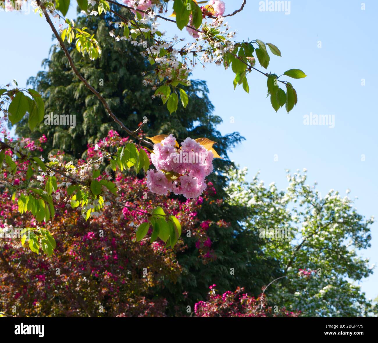 Kanzan Cherry Tree - Springtime Blossom glory topped by the most ...
