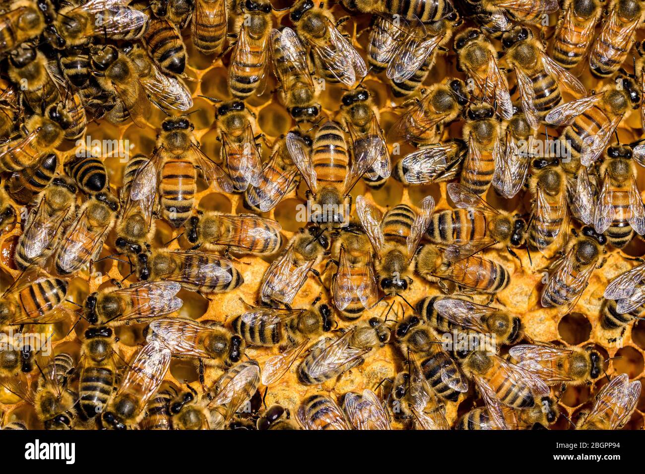 Many Carniolan honey bees (Apis mellifera carnica) crawling on a ...