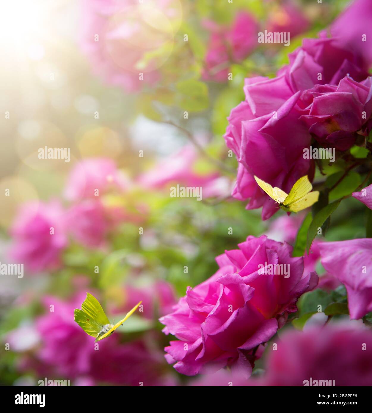 art Beautiful spring flowers and butterfly; roses garden background ...