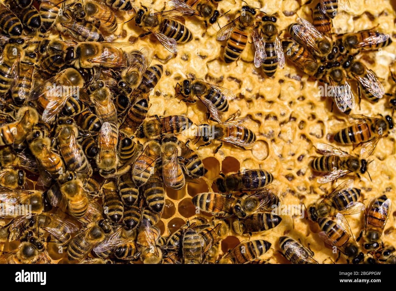 Many Carniolan honey bees (Apis mellifera carnica) crawling on a ...