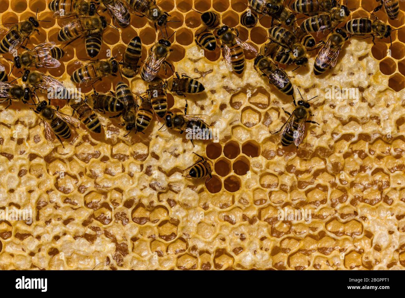 Many Carniolan honey bees (Apis mellifera carnica) crawling on a ...