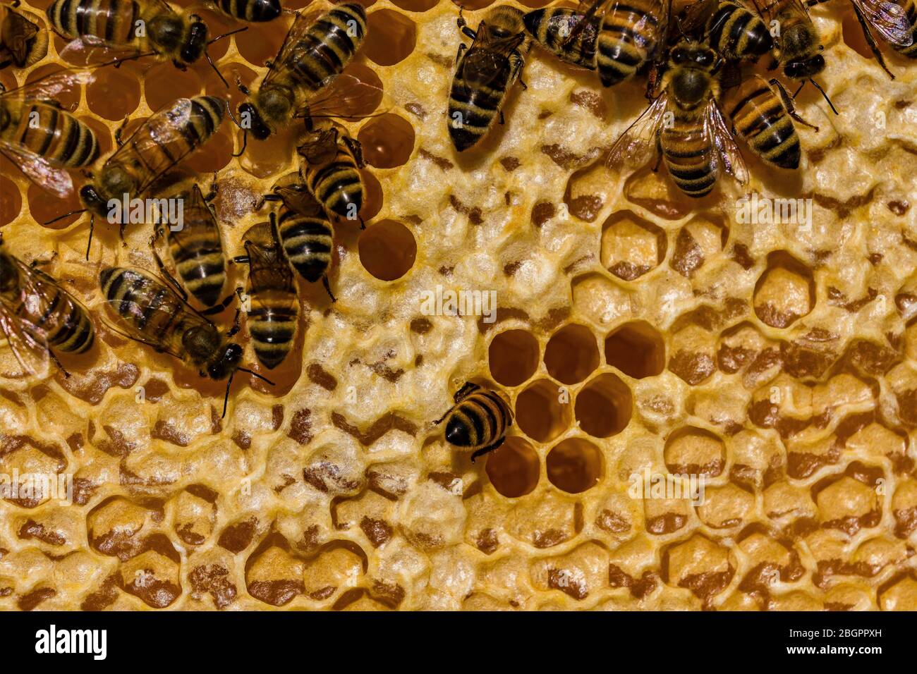 Many Carniolan honey bees (Apis mellifera carnica) crawling on a ...