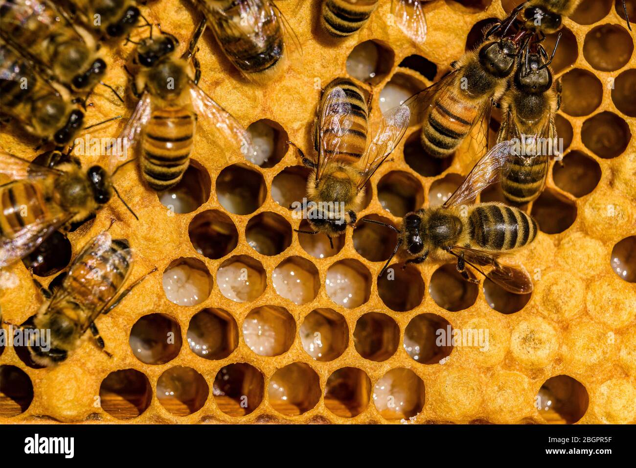Many Carniolan honey bees (Apis mellifera carnica) crawling on a ...