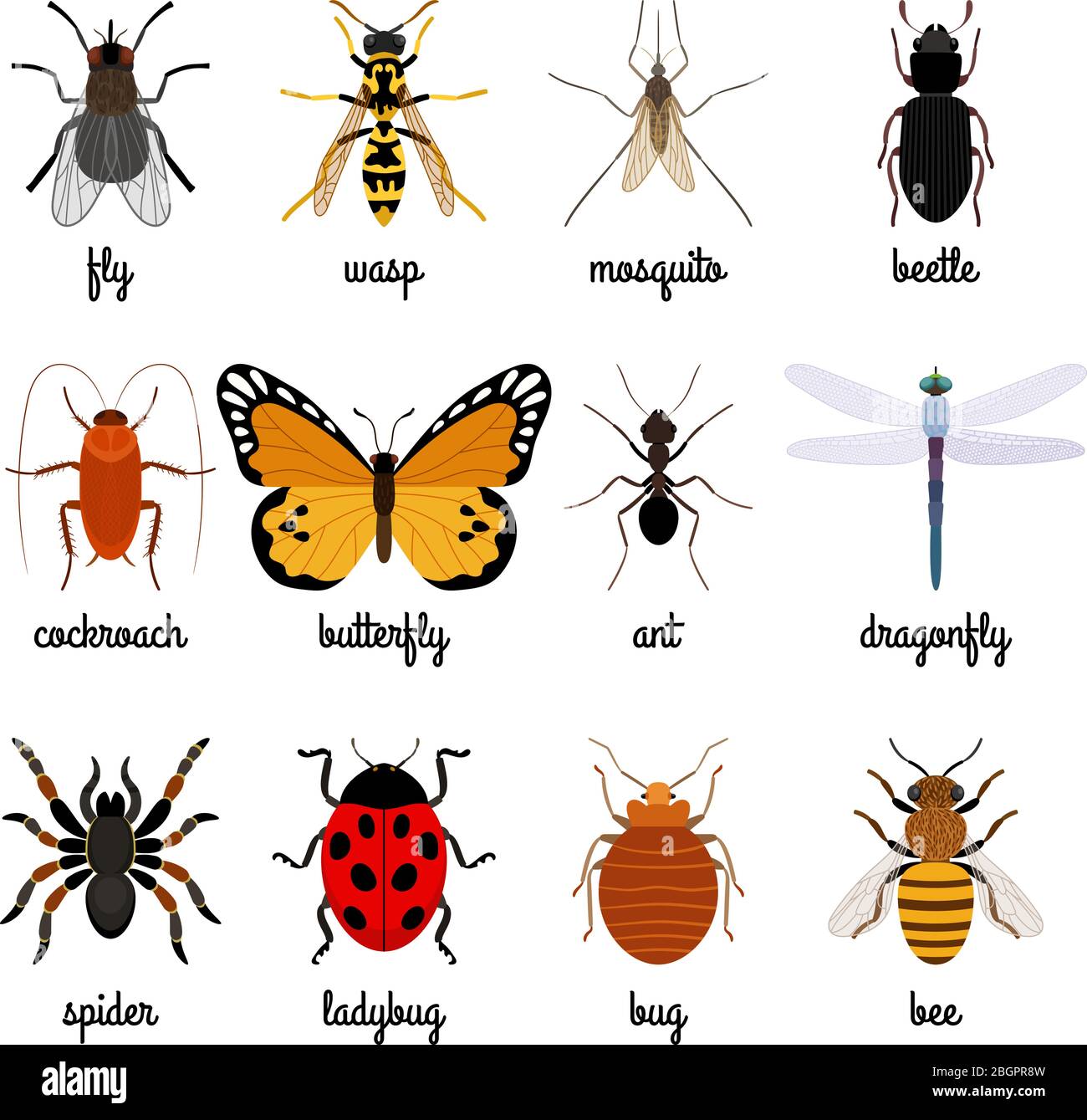 Insects vector over white background. Insect icons with captions Stock ...