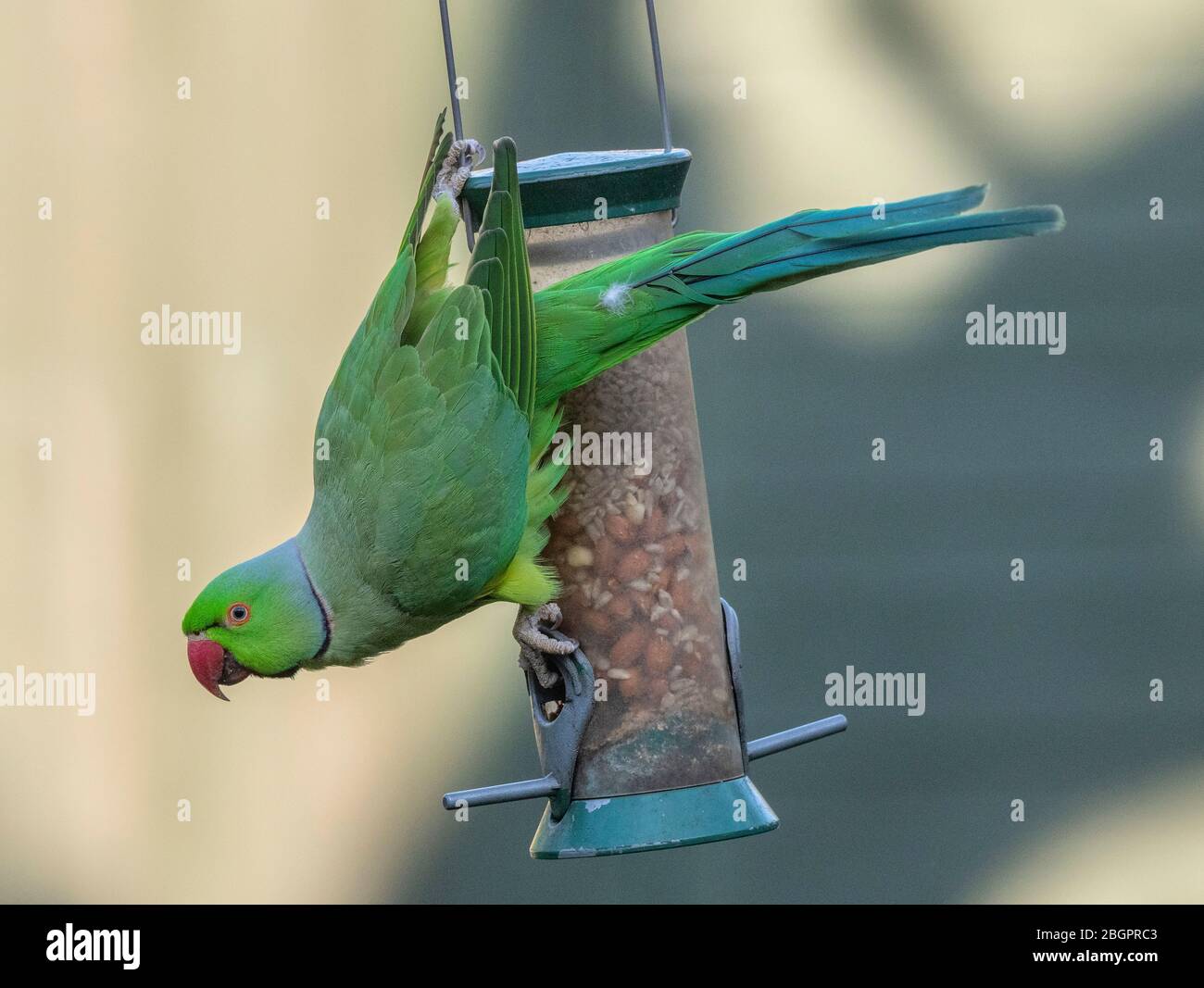 Uk green parrot hi-res stock photography and images - Alamy