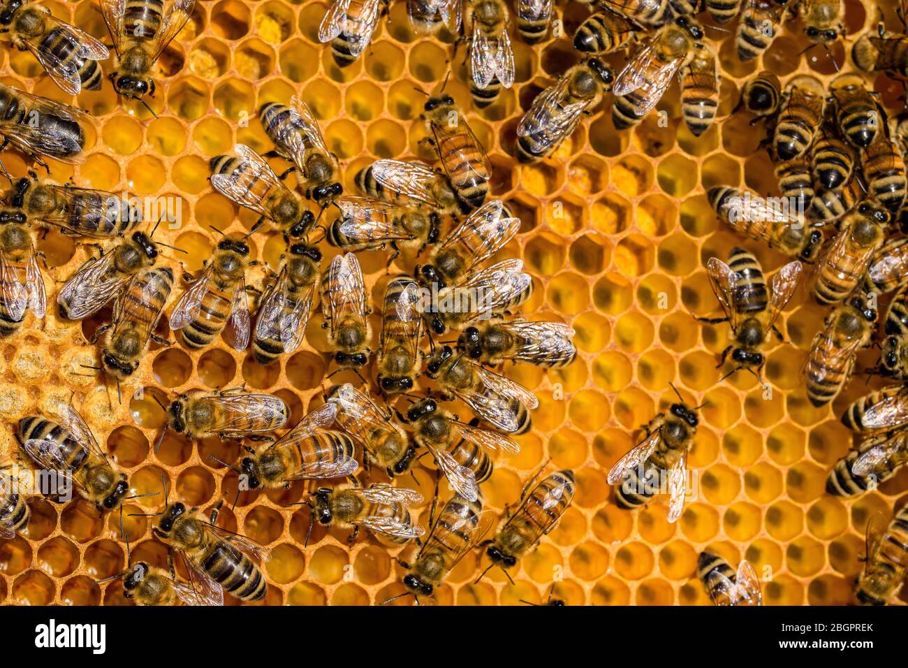 Many Carniolan honey bees (Apis mellifera carnica) crawling on a ...