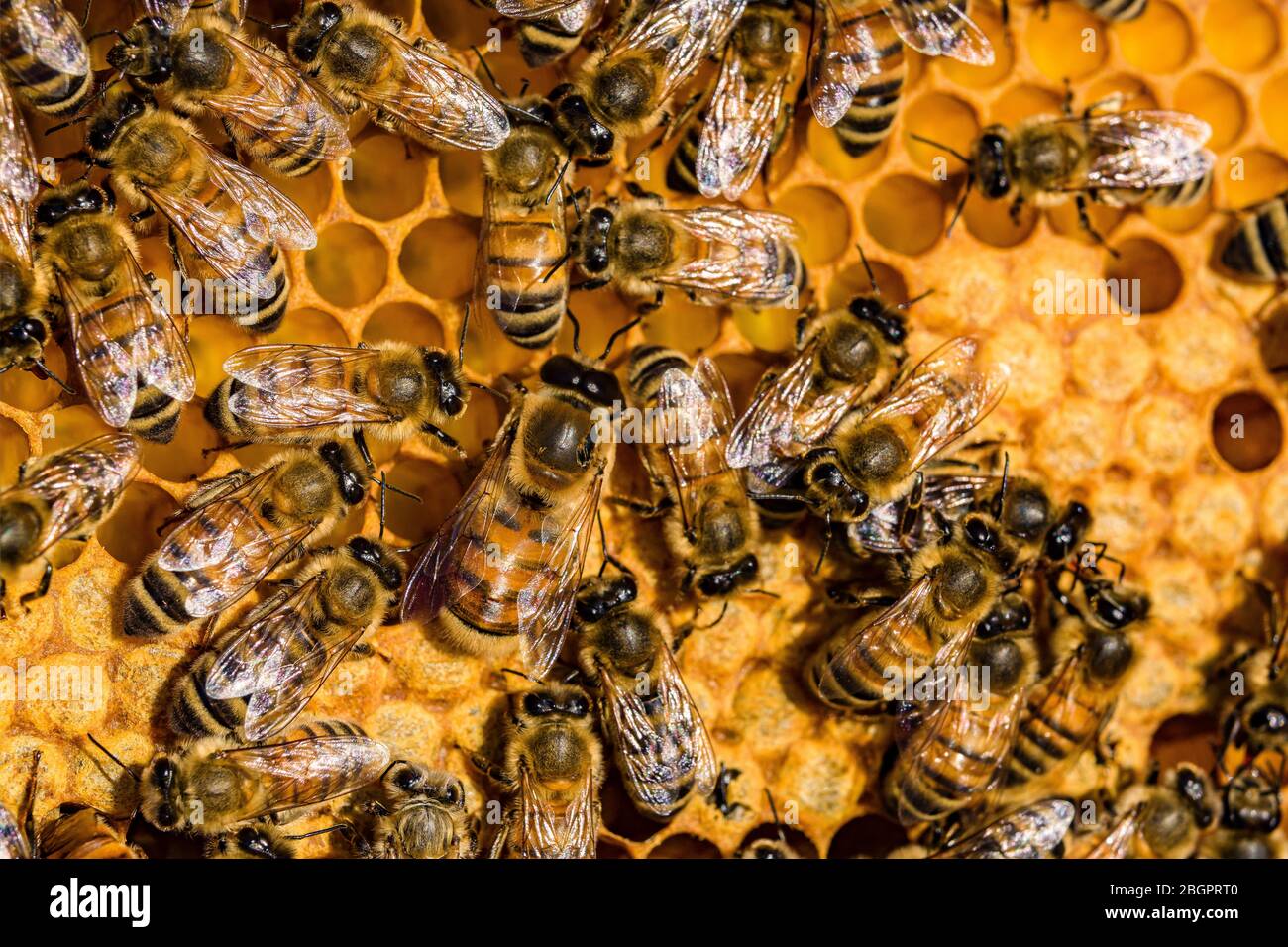 Many Carniolan honey bees (Apis mellifera carnica) crawling on a ...