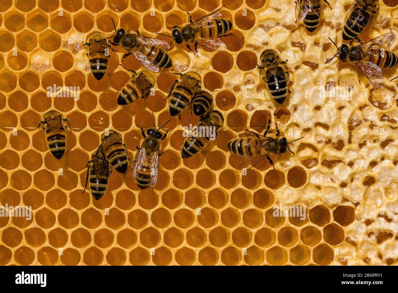 Many Carniolan honey bees (Apis mellifera carnica) crawling on a ...