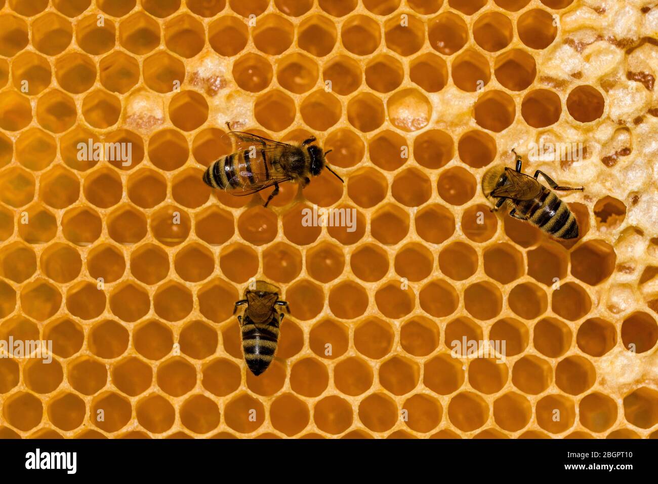 Some Carniolan honey bees (Apis mellifera carnica) crawling on a ...