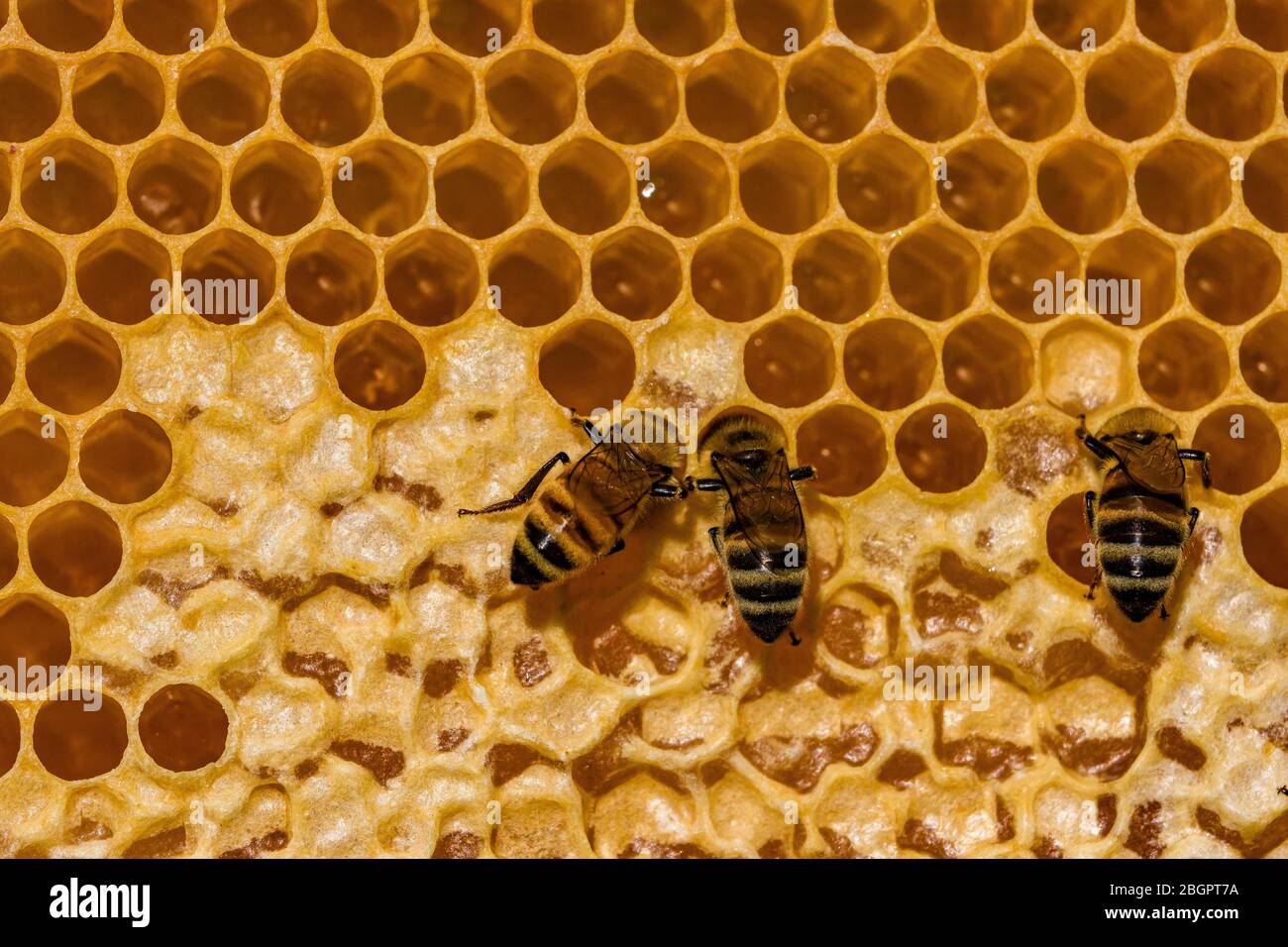 Some Carniolan honey bees (Apis mellifera carnica) diving into a cell ...