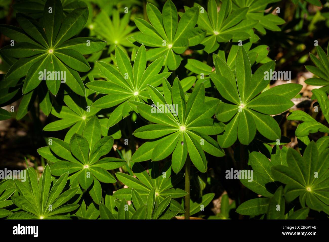 Lupin leaves hi-res stock photography and images - Alamy