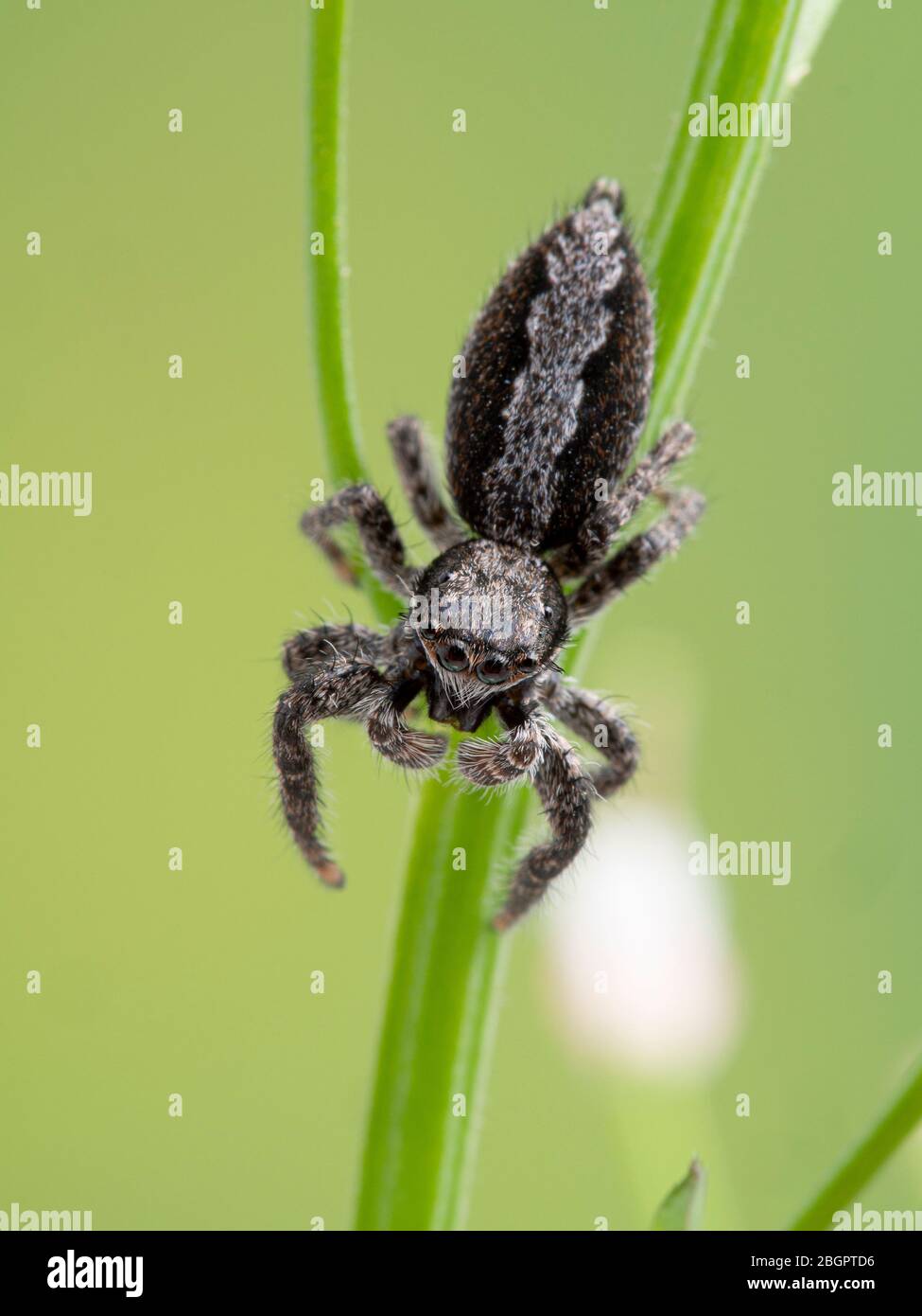 A very fuzzy jumping spider (Platycryptus californicus) on plant stems ...