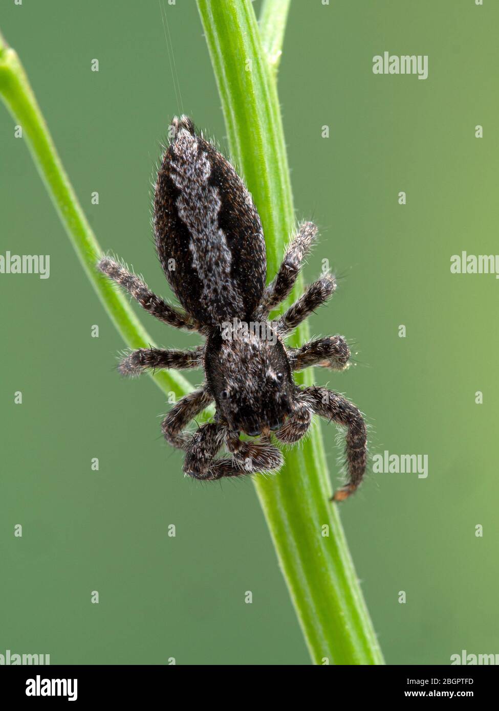 A very fuzzy jumping spider (Platycryptus californicus) clambering on ...