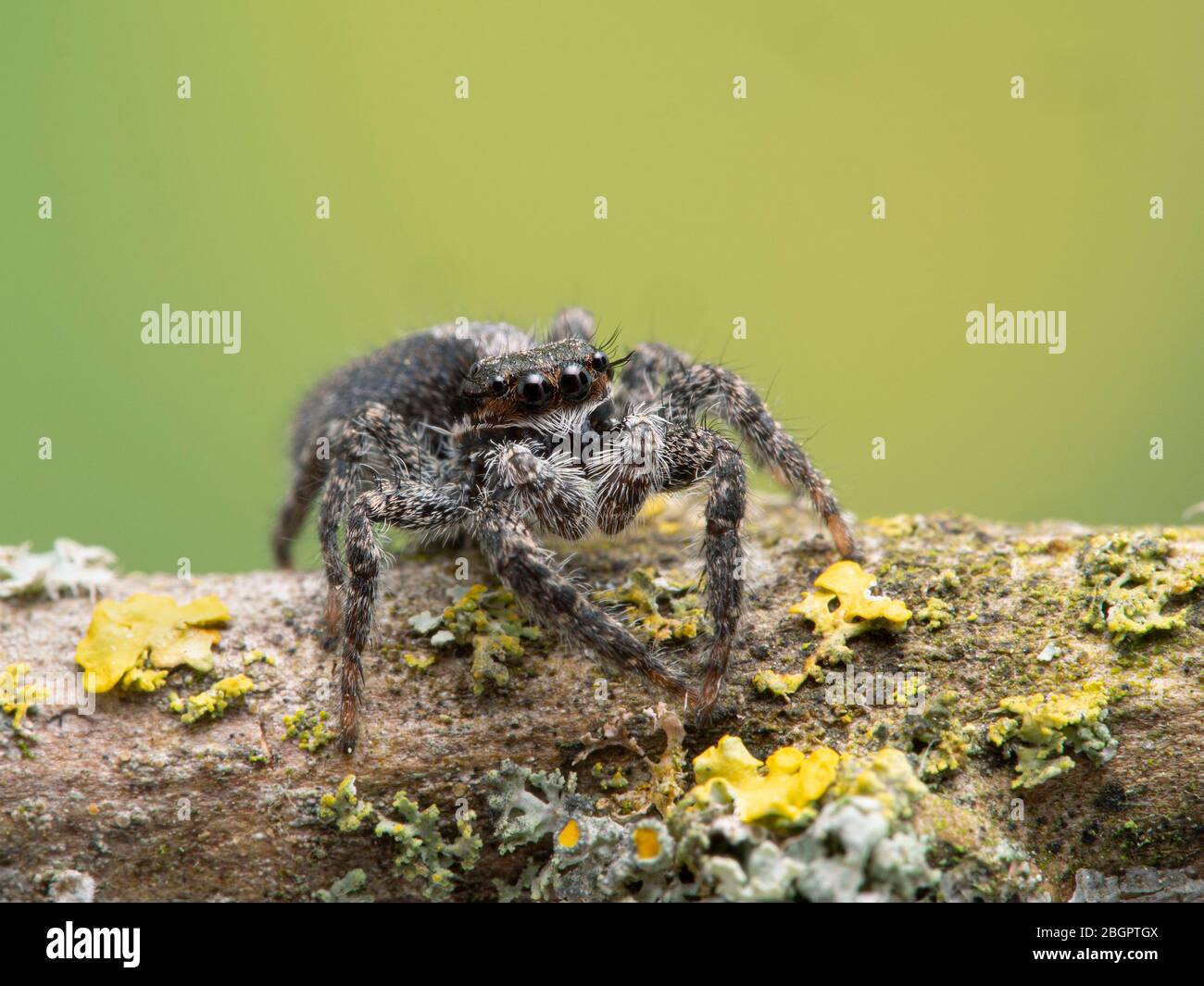 A cute jumping spider (Platycryptus californicus) on a lichen covered ...