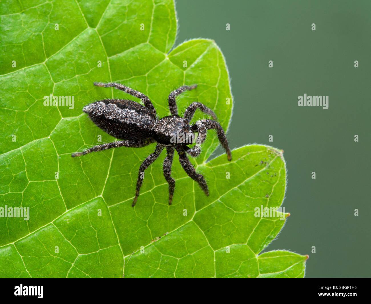 A cute jumping spider (Platycryptus californicus) on a leaf, 3/4 view ...