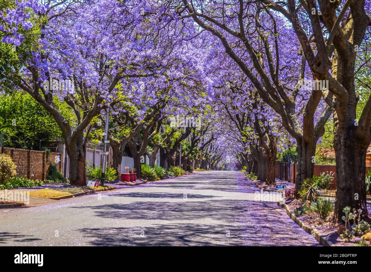 Jacaranda trees in bloom pretoria hi-res stock photography and images ...