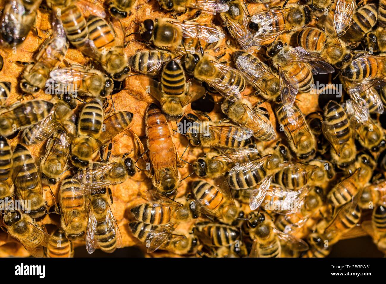 Many Carniolan honey bees (Apis mellifera carnica) crawling on a ...