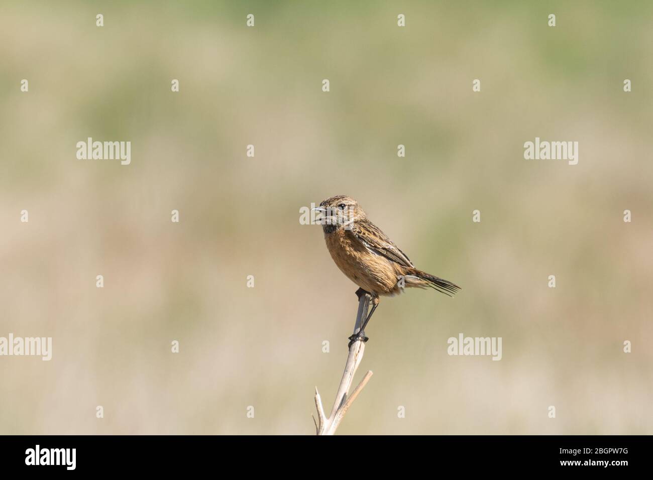 Female stonechat hi-res stock photography and images - Alamy