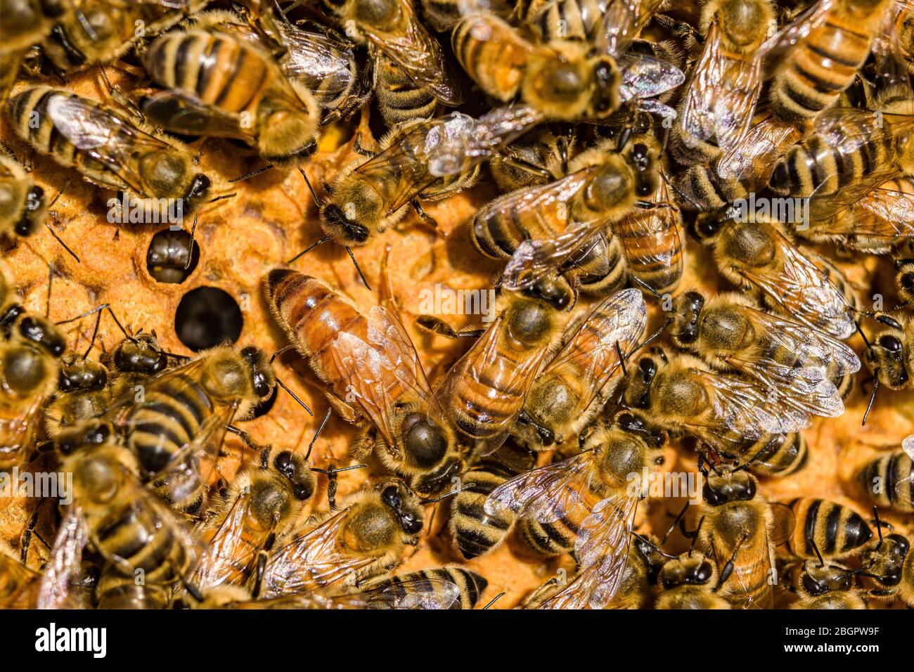 Many Carniolan honey bees (Apis mellifera carnica) crawling on a ...