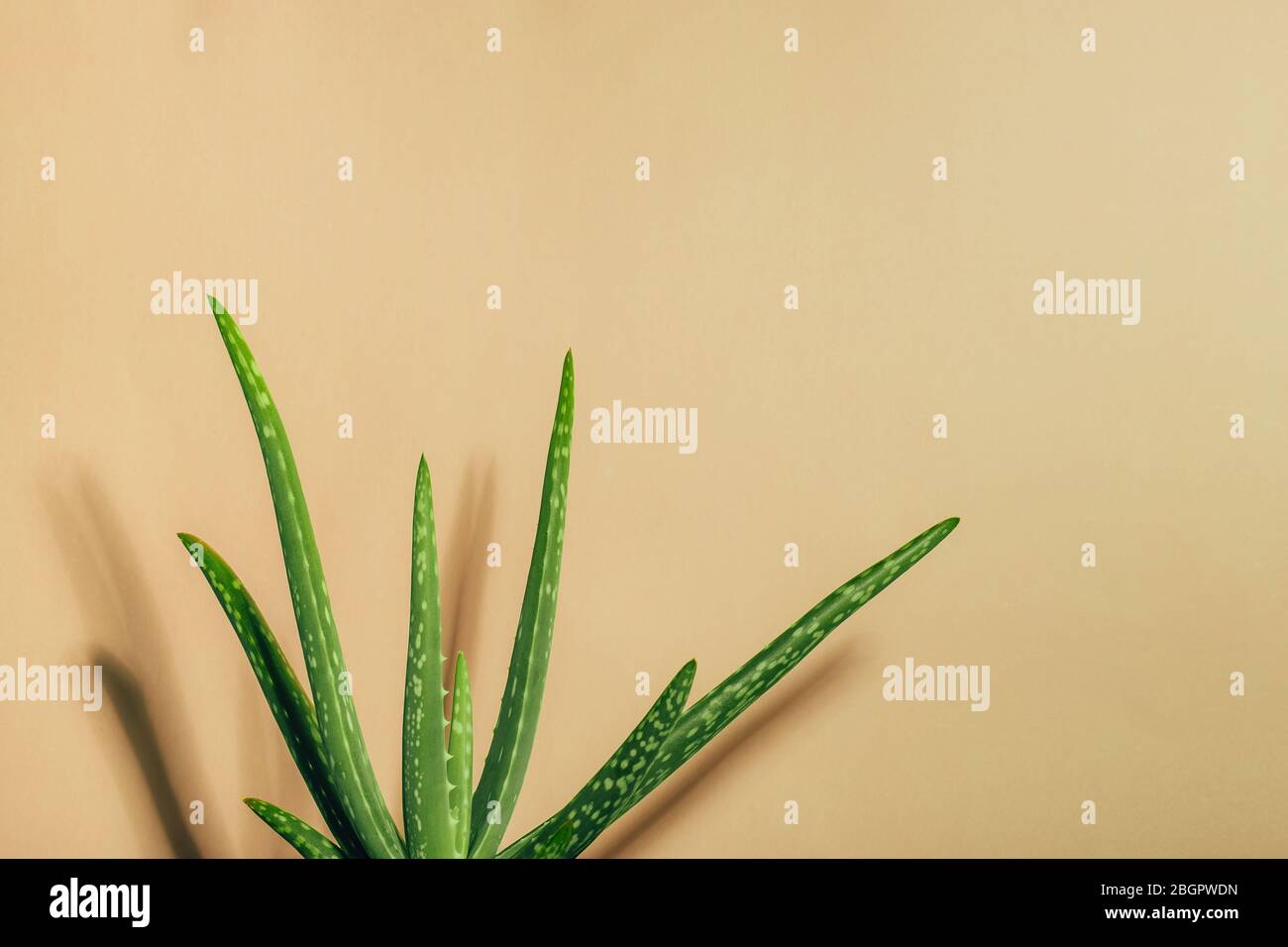Aloe vera aloe background hi-res stock photography and images - Alamy