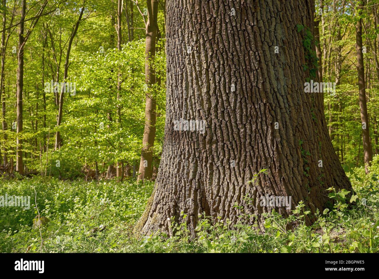 A mighty old oak. Forest scene in spring Stock Photo - Alamy