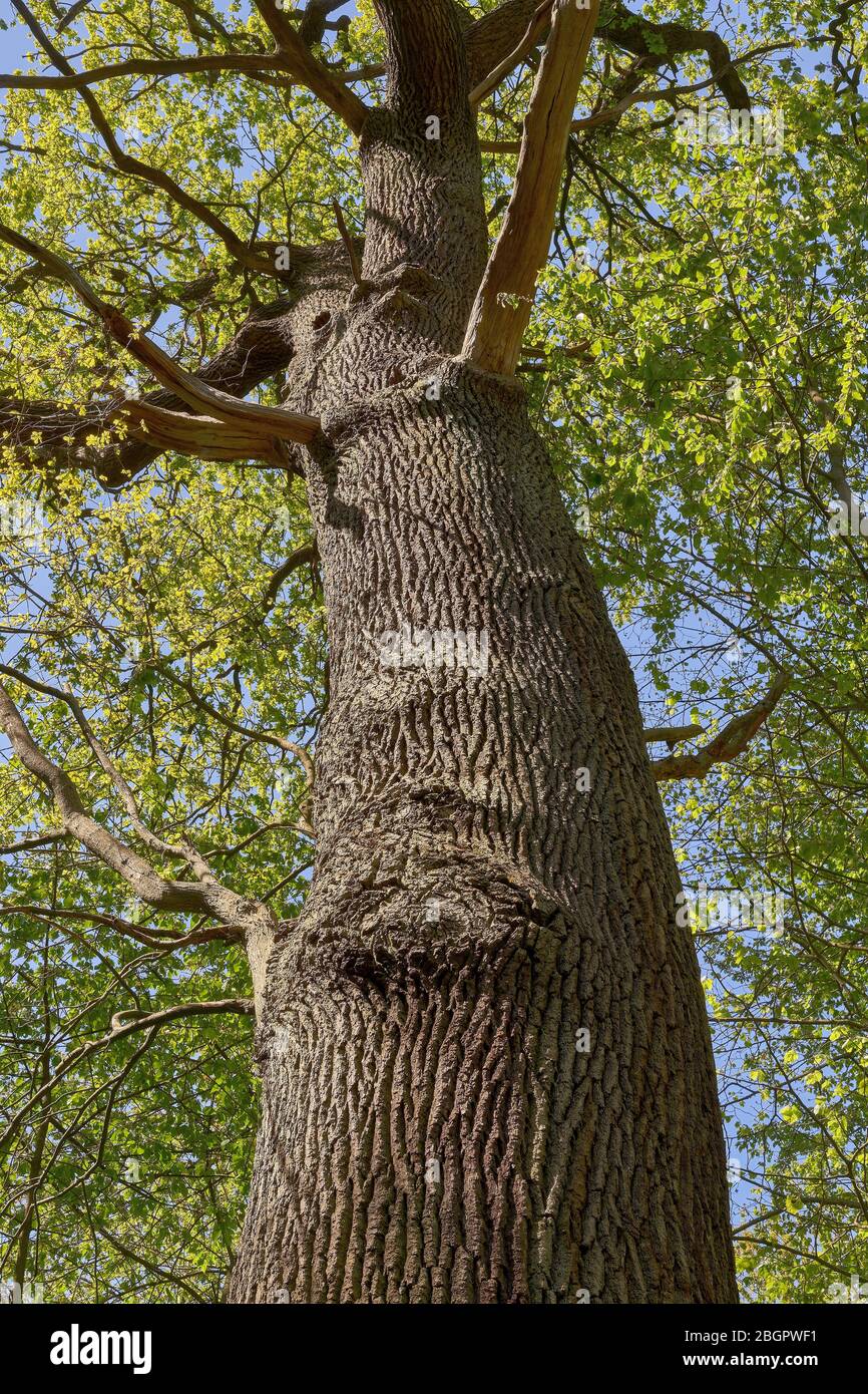 Mighty old oak trees hi-res stock photography and images - Alamy