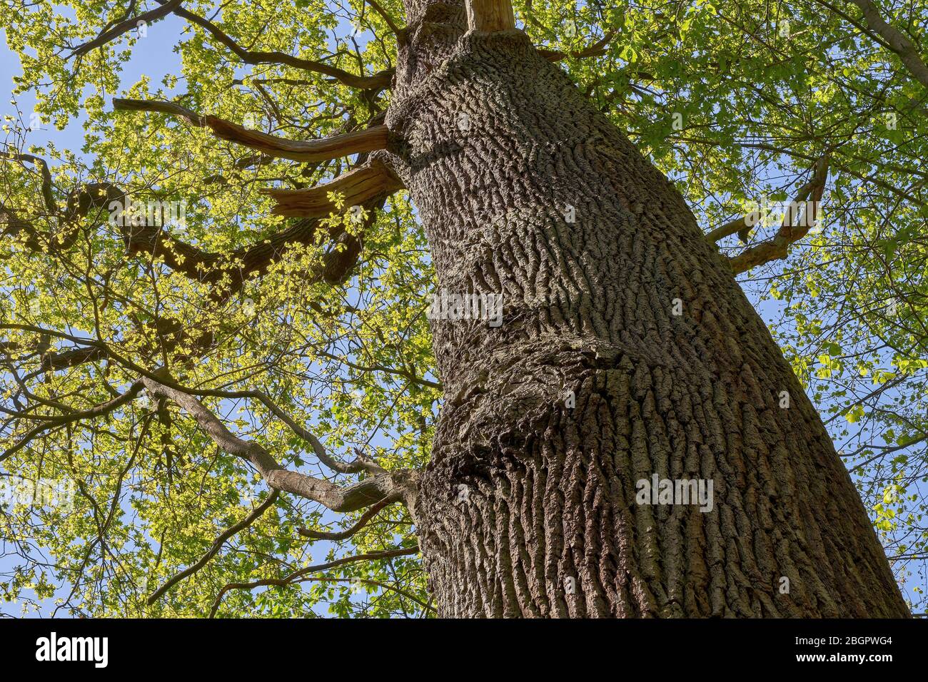 A mighty old oak. Forest scene in spring Stock Photo - Alamy