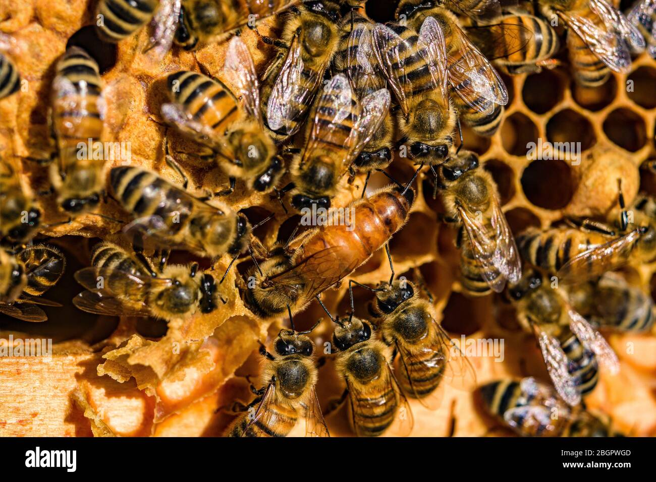 Many Carniolan honey bees (Apis mellifera carnica) crawling on a ...