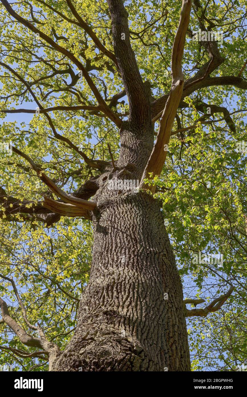A mighty old oak. Forest scene in spring Stock Photo - Alamy