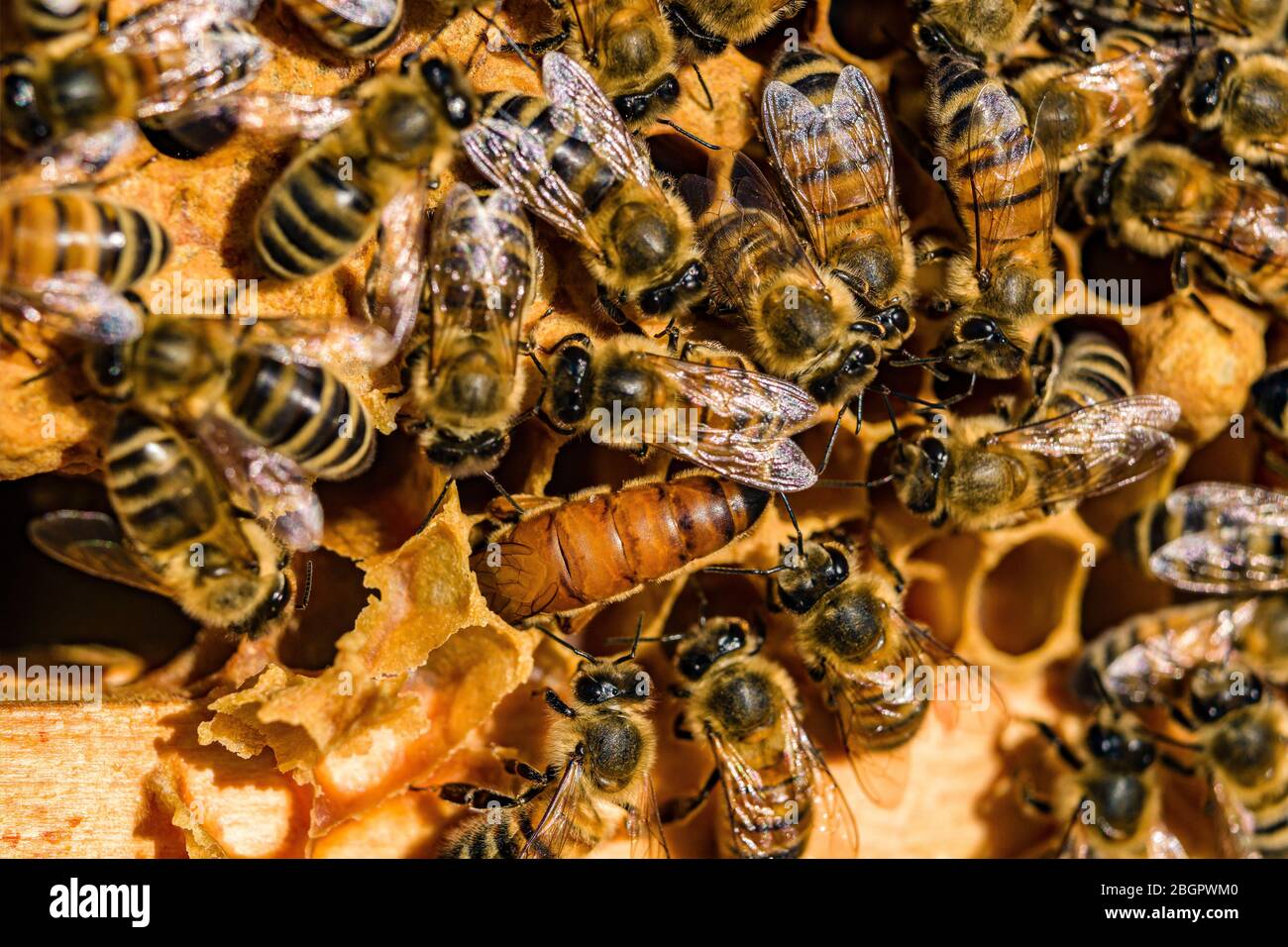 Many Carniolan honey bees (Apis mellifera carnica) crawling on a ...