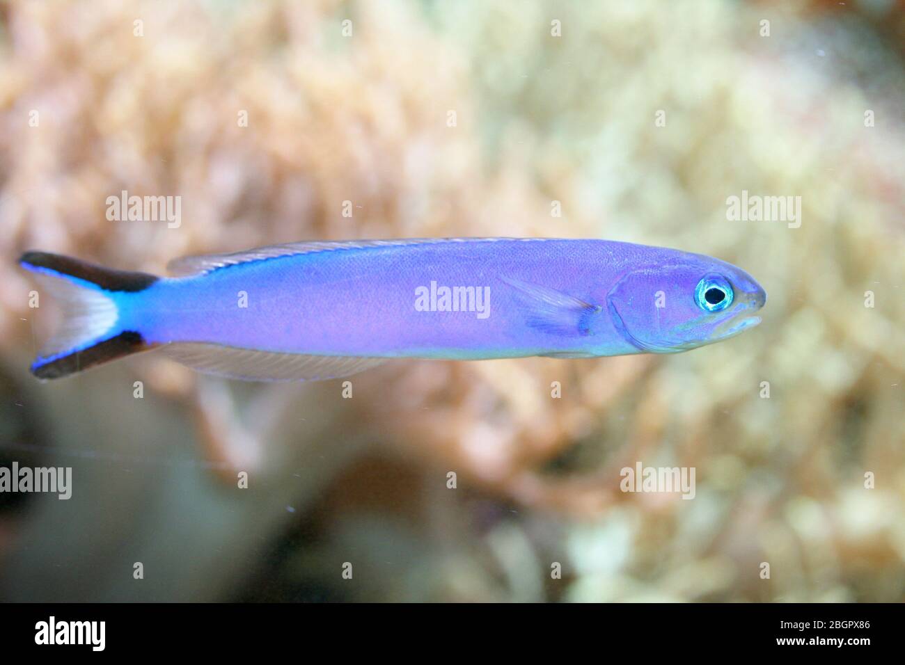 Fauna fisch hi-res stock photography and images - Alamy
