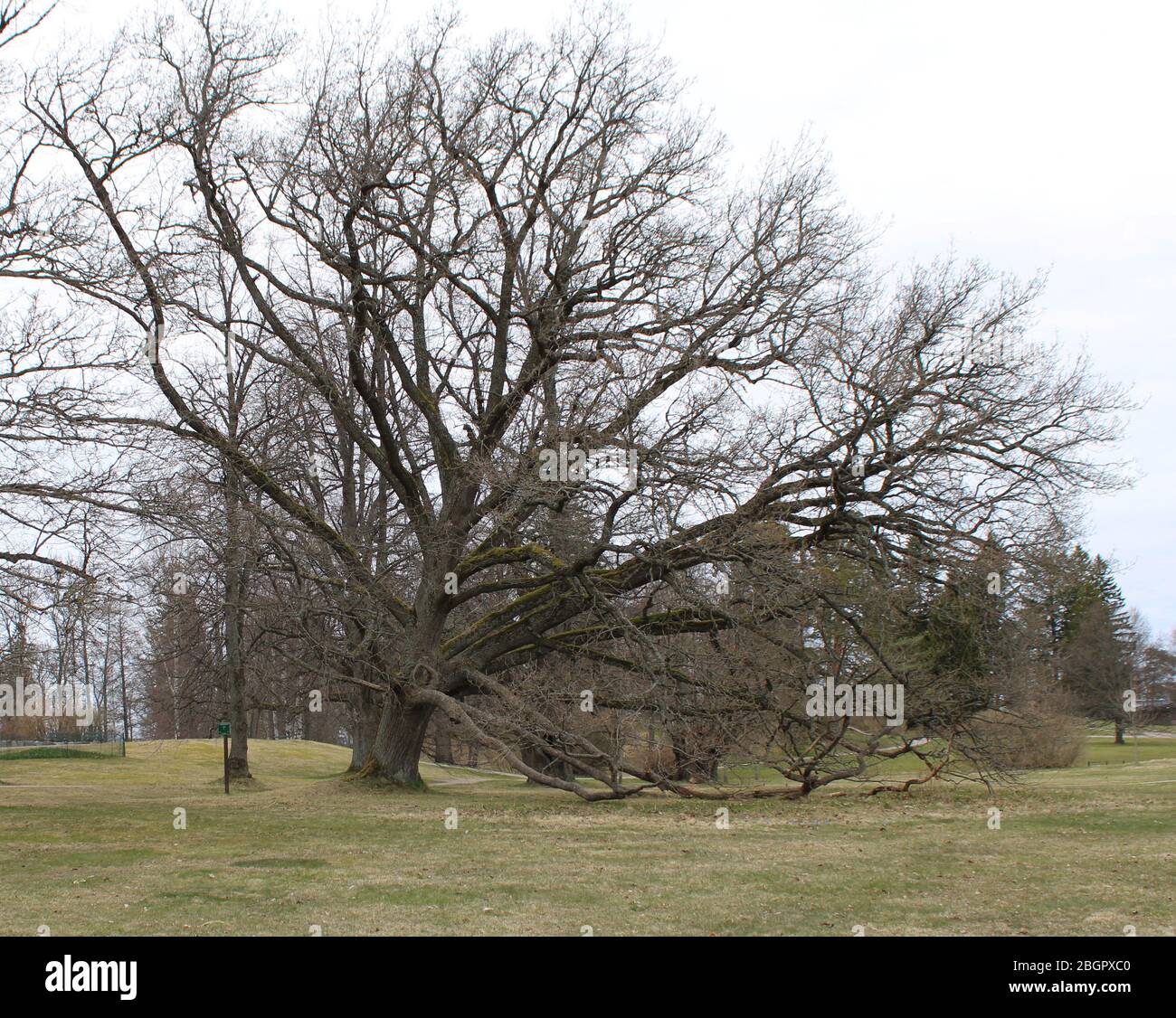 A tree in Tullisaari, Helsinki, Finland Stock Photo - Alamy