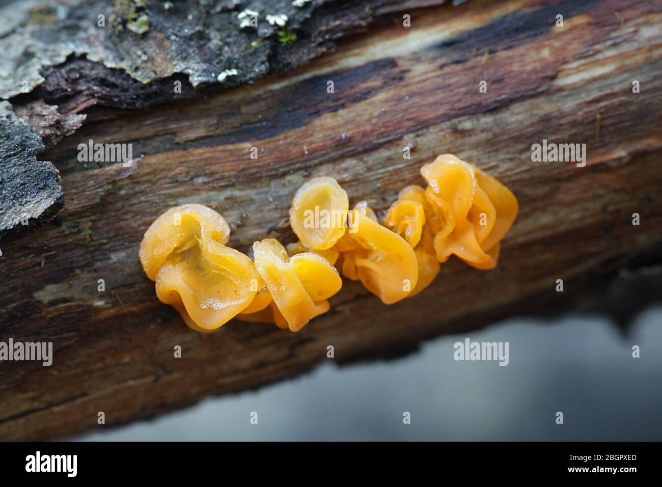 Dacrymyces chrysospermus, known as orange jelly spot fungus, wild ...