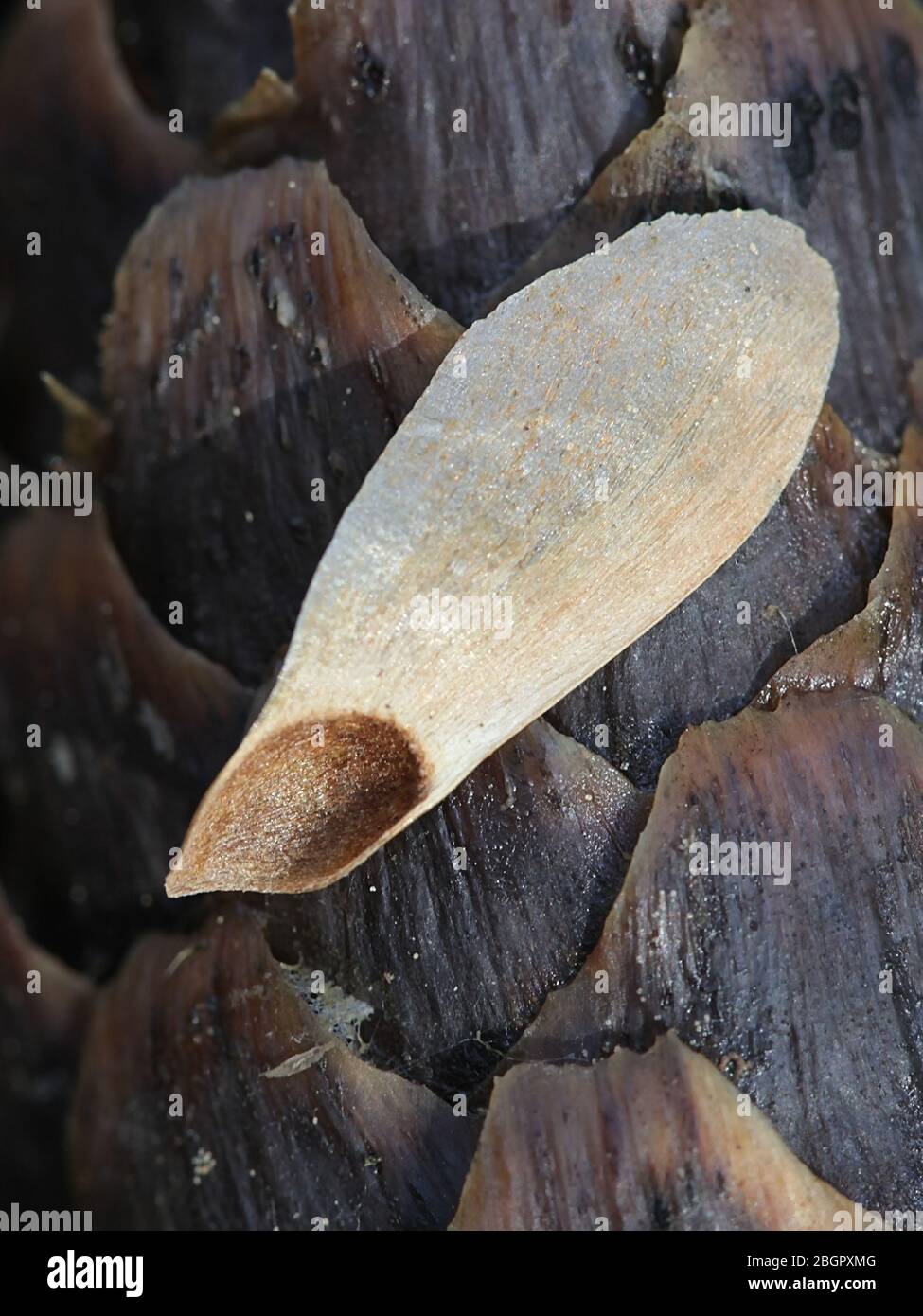 Seeds of Norway spruce, Picea abies, on top of a spruce cone ...
