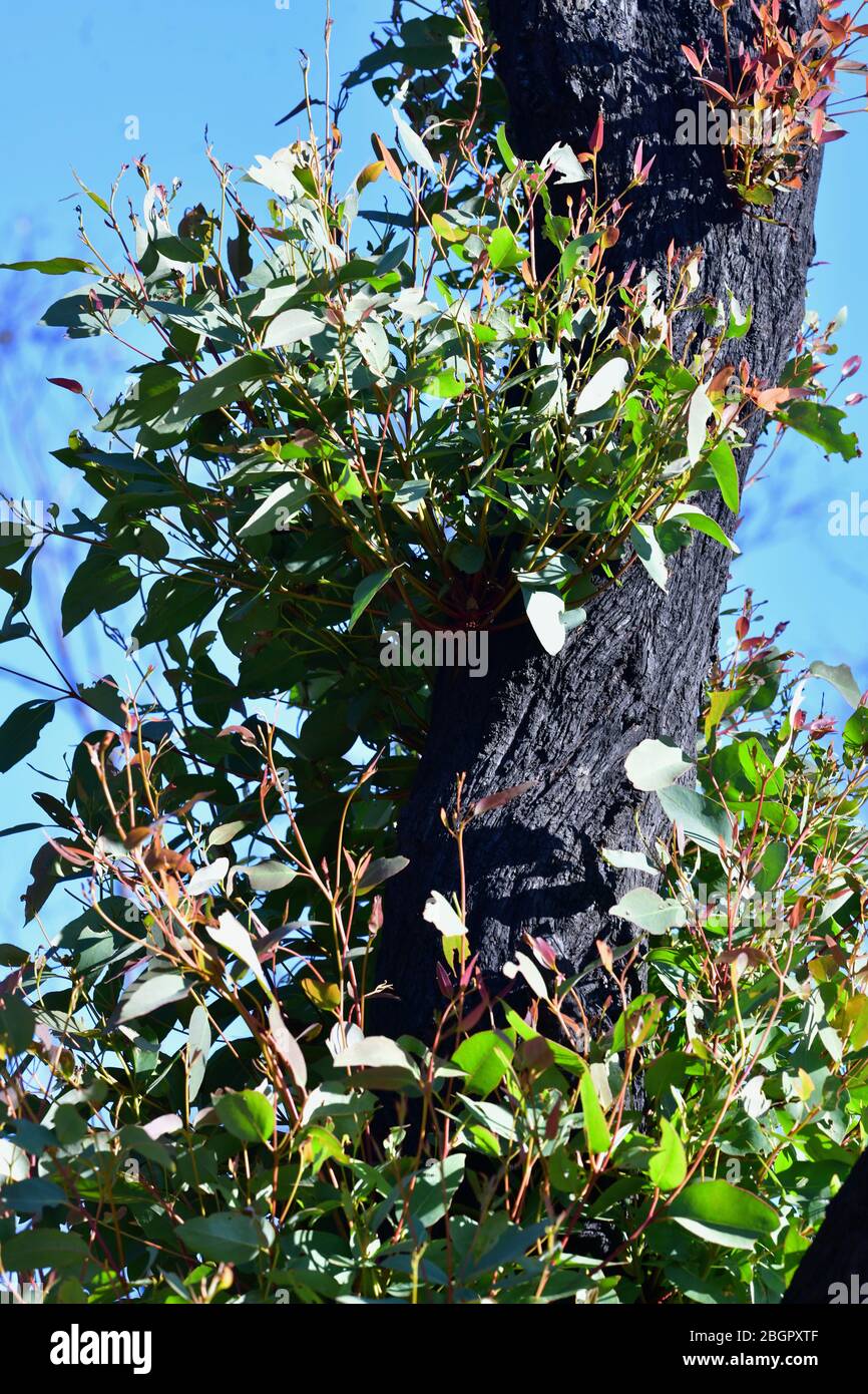 Australian bushfires regrowth hi-res stock photography and images - Alamy