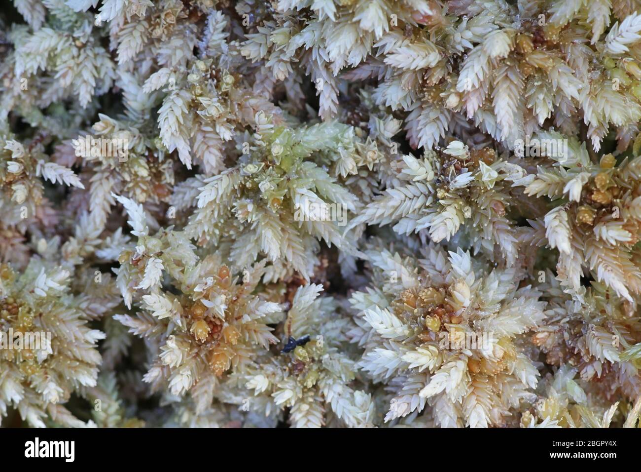 Bog moss hi-res stock photography and images - Alamy