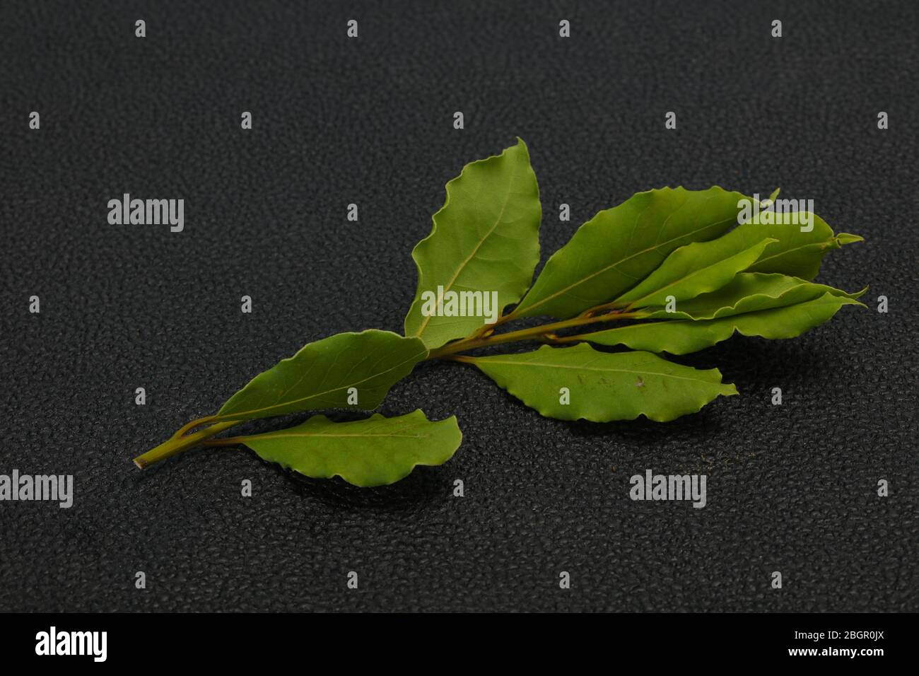 Green laurel leaves on the branch - for cooking Stock Photo - Alamy