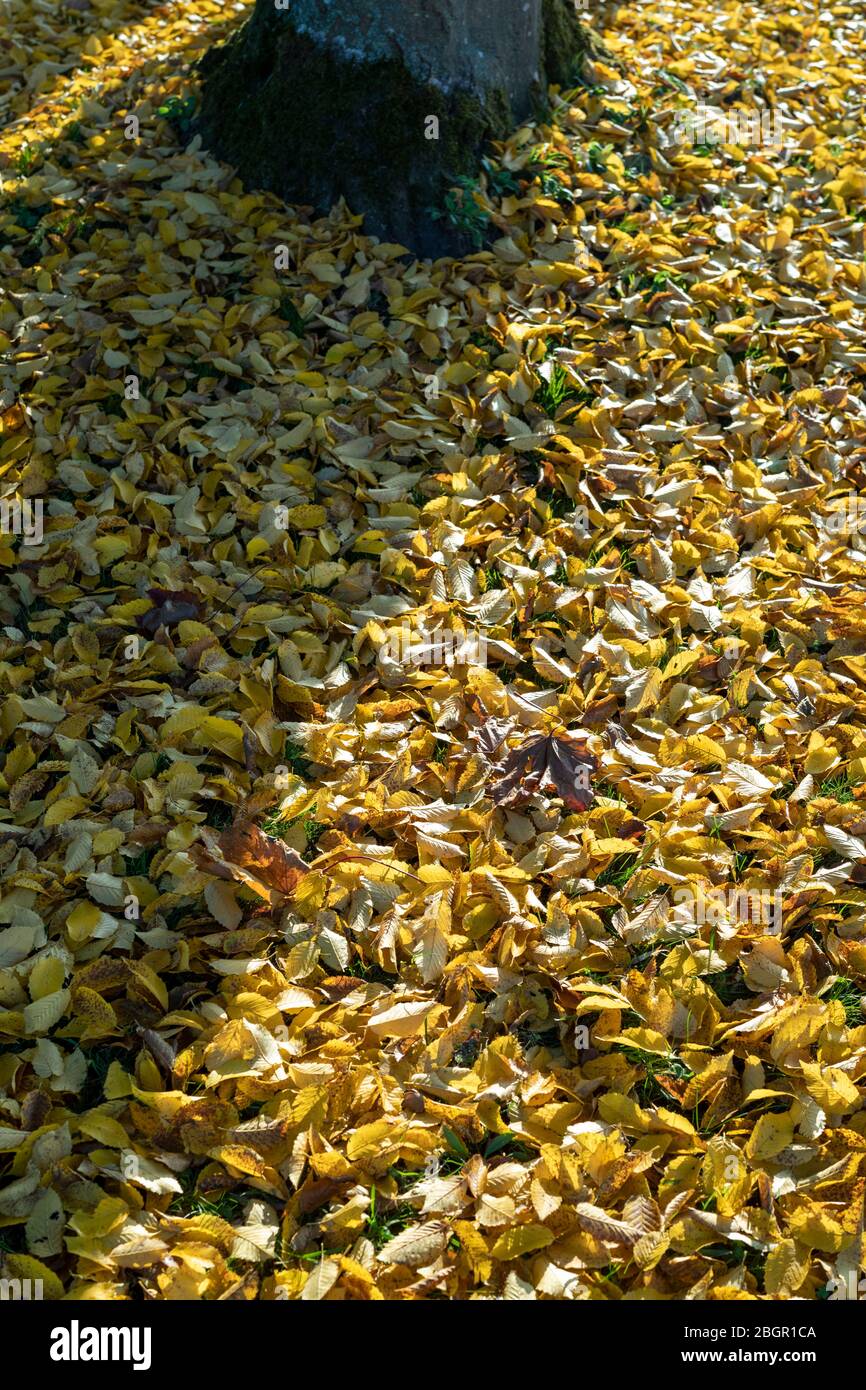 Gold colour hi-res stock photography and images - Alamy